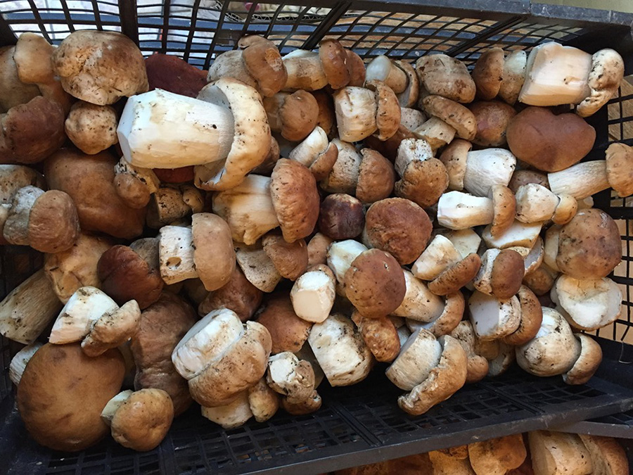 Fungihellas - Boletus sp