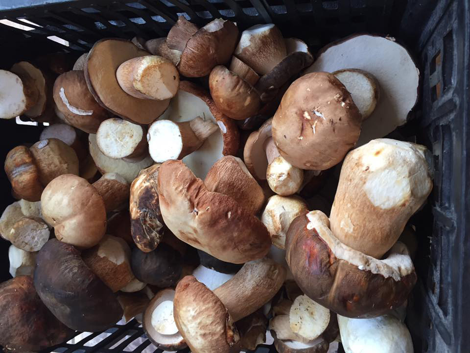 Fungihellas - Boletus sp