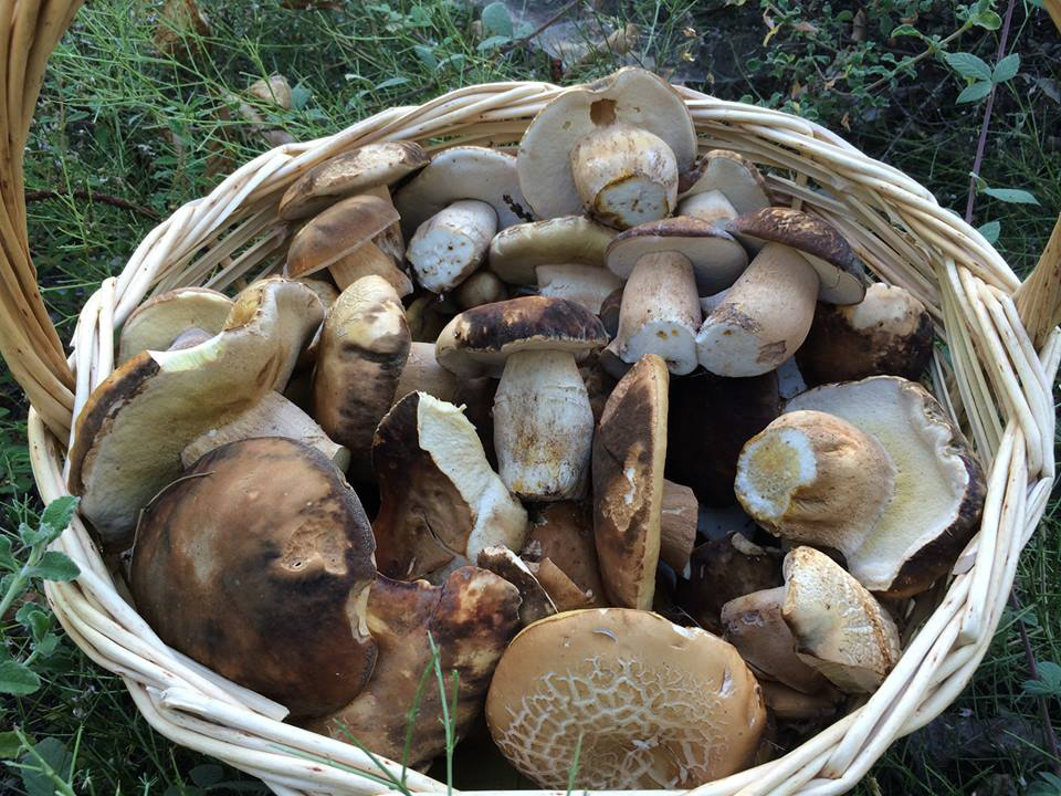 Fungihellas - Boletus sp