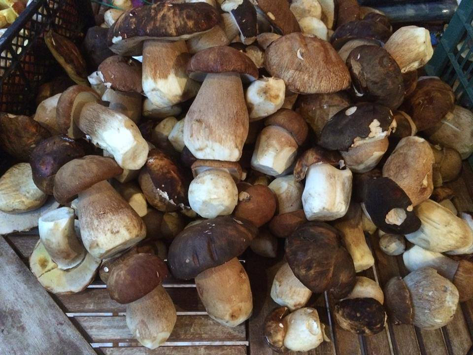 Fungihellas - Boletus sp