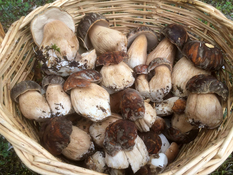 Fungihellas - Boletus sp